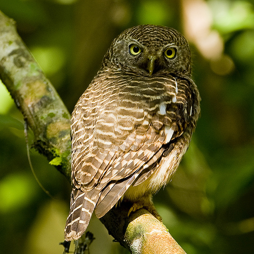 Sự khác nhau ɡiữa cú mèo và cú lợn 2024 - Con vật