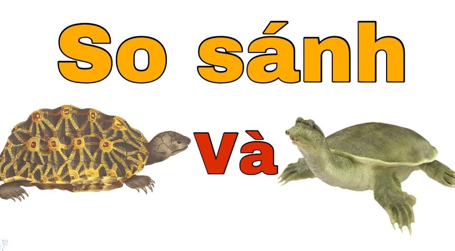 Cách Phân Biệt Rùa Và Baba 2024 - Con vật