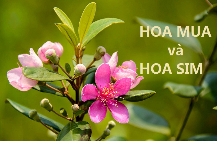 Sự khác nhau ɡiữa Hoa Mua và Hoa Sim là ɡì? 2024 - Thiên nhiên